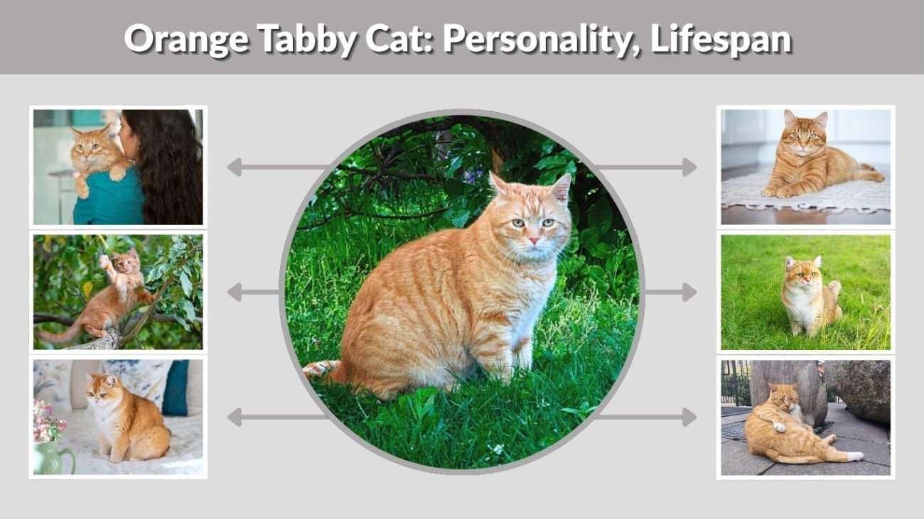 Orange Tabby Cat: Personality, Lifespan & Key Facts