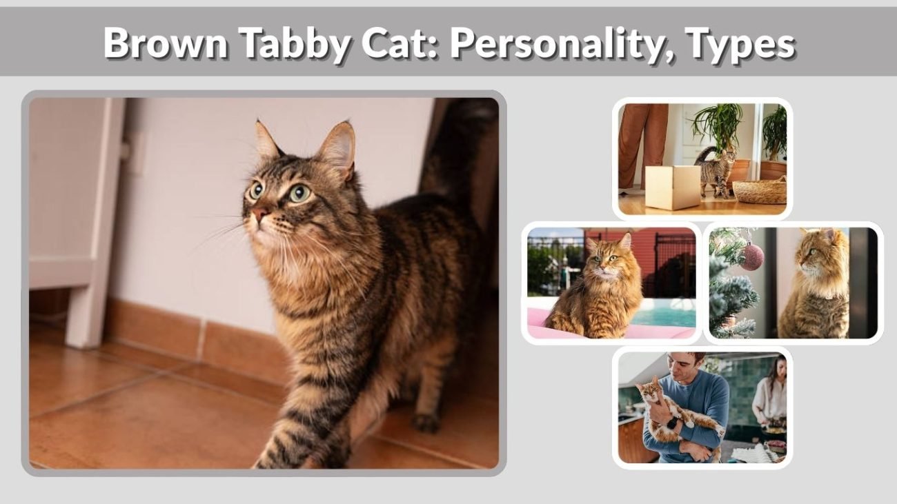 7 Types of Orange Tabby Cats: Patterns, Colors, & More