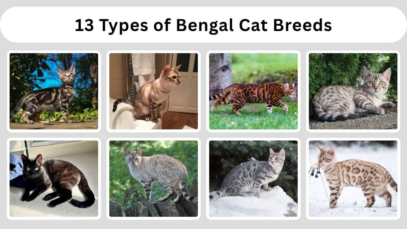 13 Types of Bengal Cat Breeds: Colors, Patterns & Traits