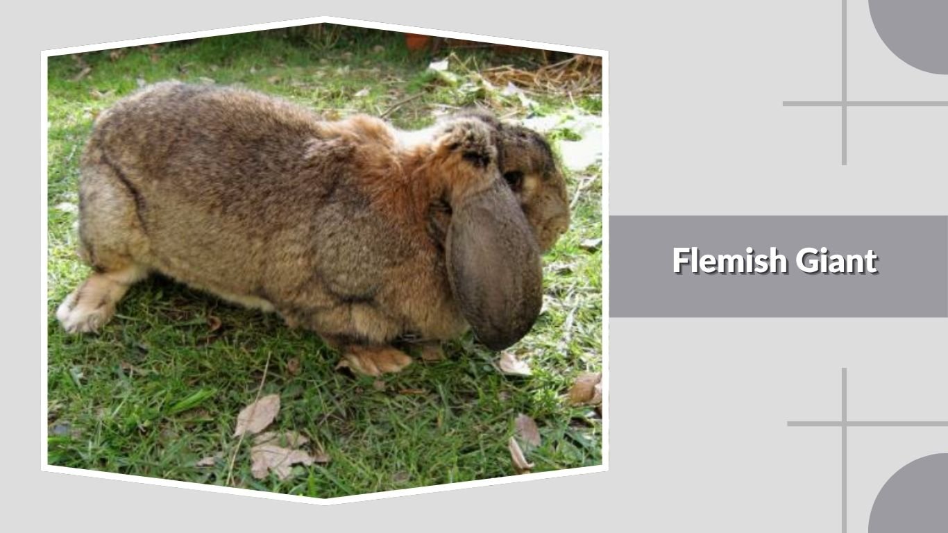 10 Types of Largest Rabbit in the World: Size and Pictures