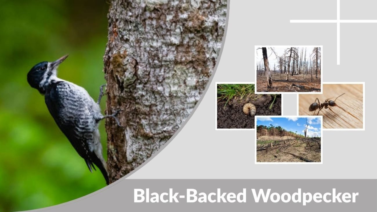What Do Woodpeckers Eat? A Complete Guide to Their Diet
