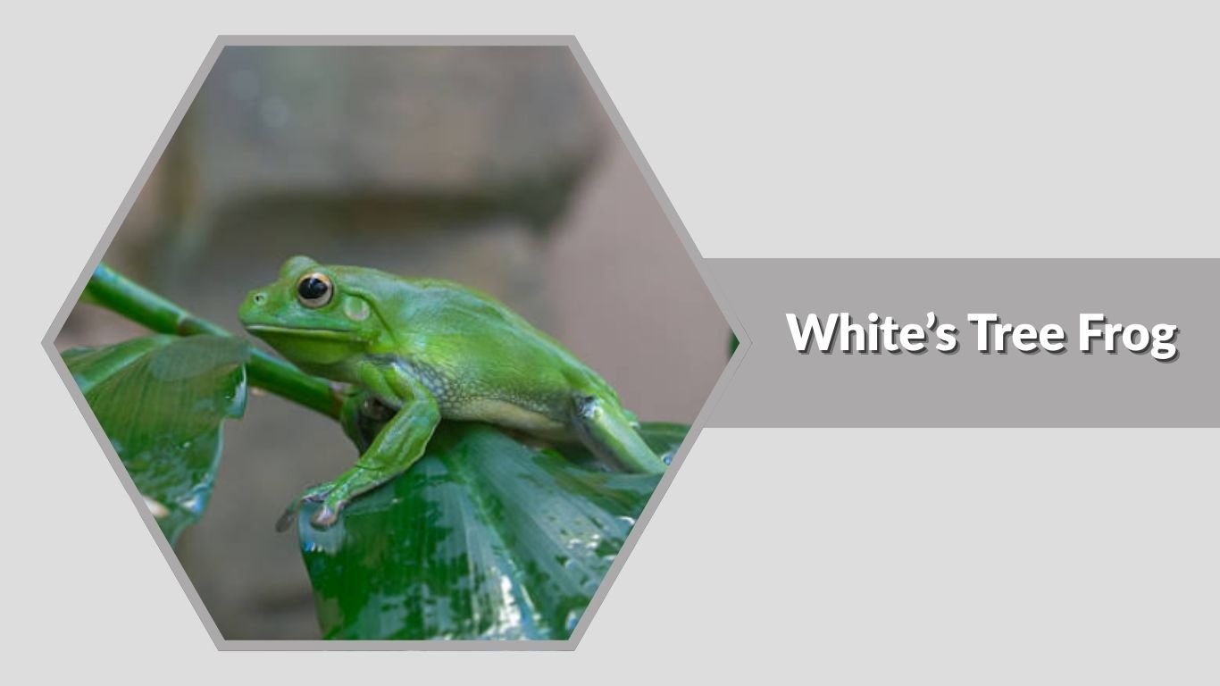 13 Types of Small Pet Frogs for Beginners: Size, Diet, Care & ID