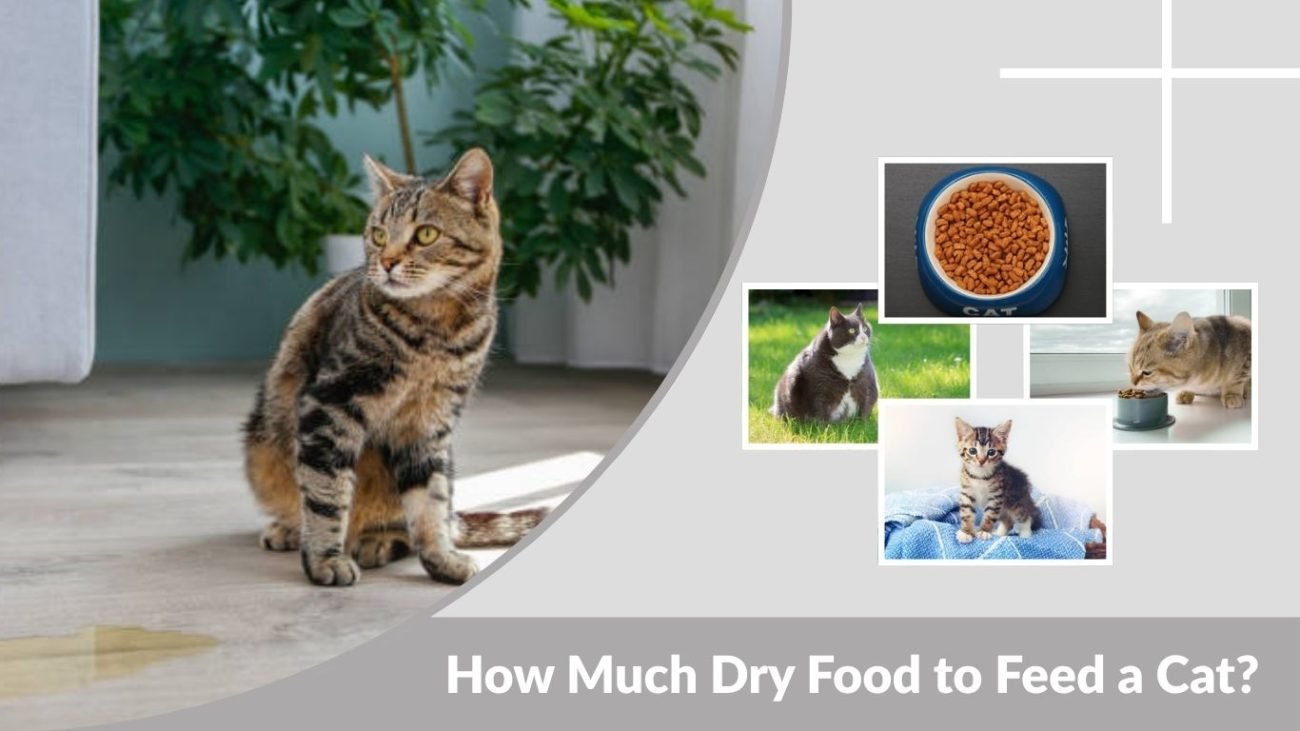 How Much Dry Food to Feed a Cat? (Cat Feeding Guide)
