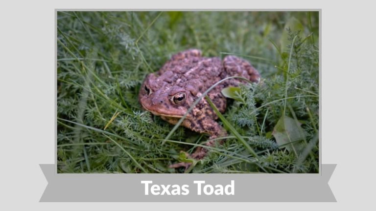 21 Common Types of Toads: Habitat, Diet, Identification with Pictures