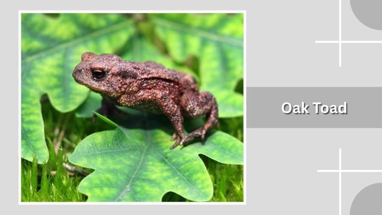 10 Common Types of Frogs Found In Florida (ID with Pictures )