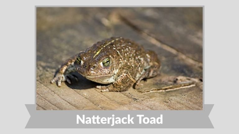21 Common Types of Toads: Habitat, Diet, Identification with Pictures