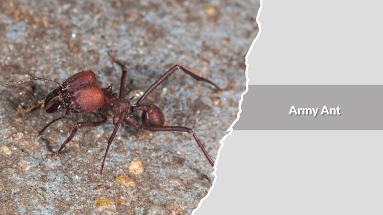 10 Types of warrior ant: Identification with Pictures