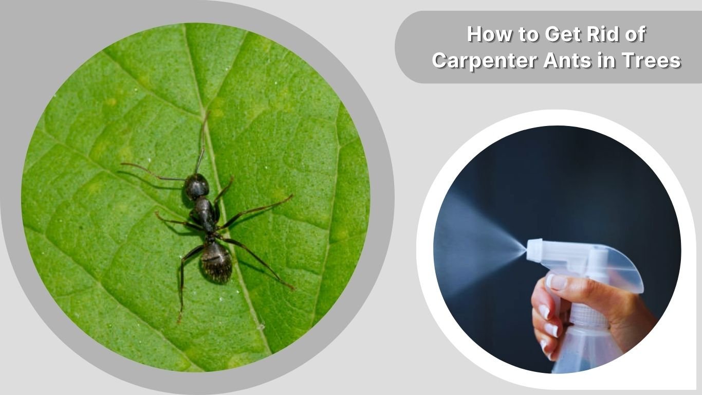 Carpenter Ants in Trees: Signs, Damage, Treatment & Prevention Guide