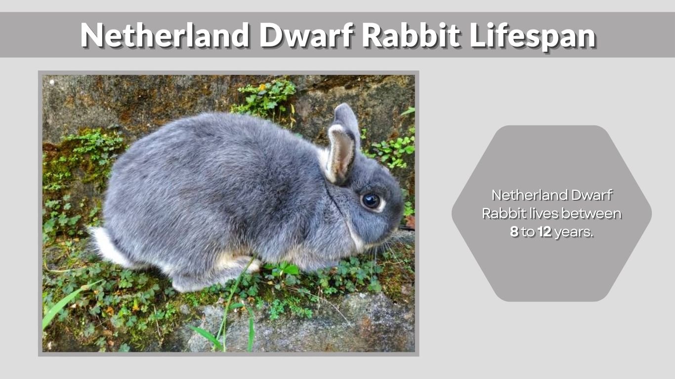 Netherland Dwarf Rabbit: Care, Lifespan, Size & Buying Guide