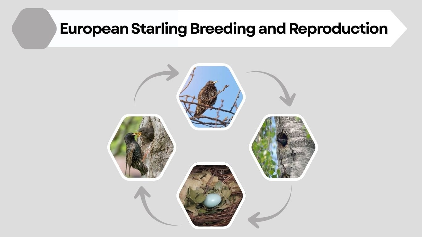 European Starling: Facts, Diet, Habitat & Identification Guide
