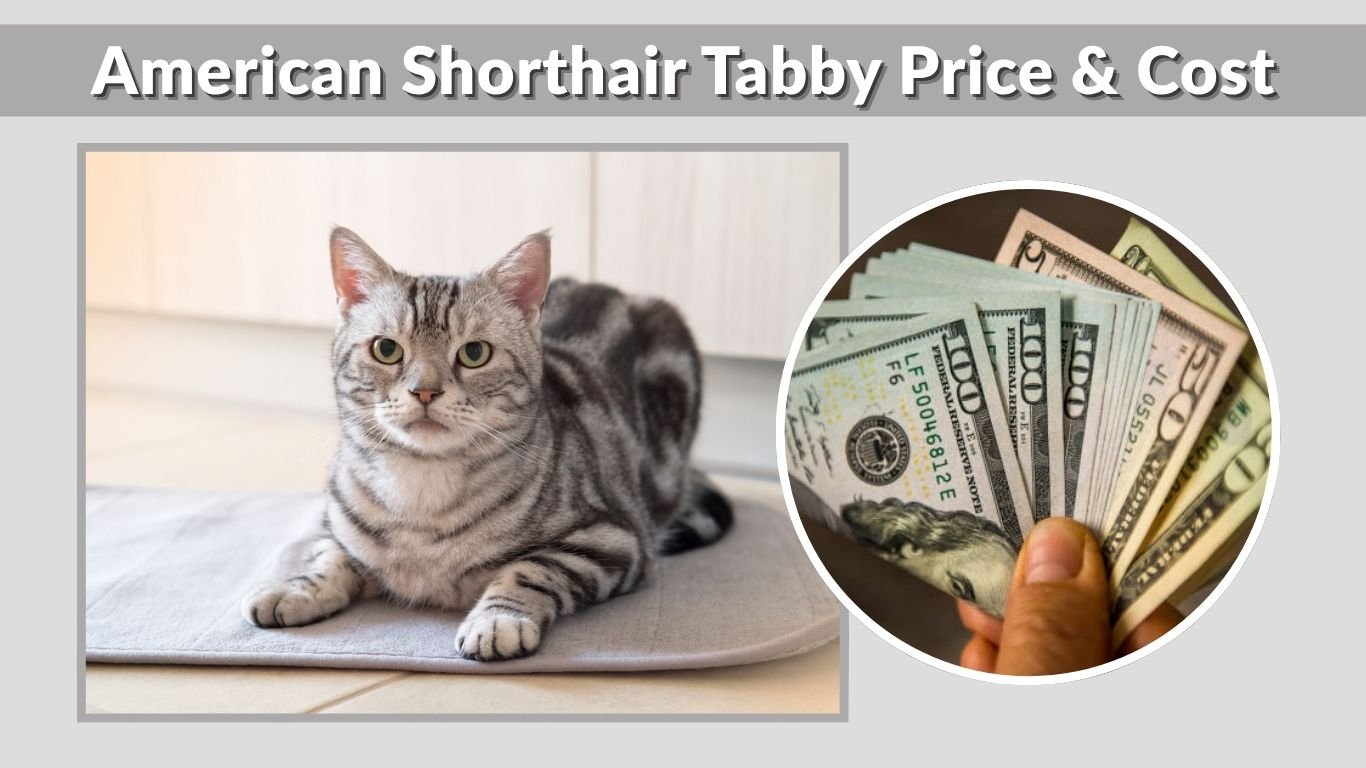 American Shorthair Tabby Cat: Complete Guide, Colors & Differences