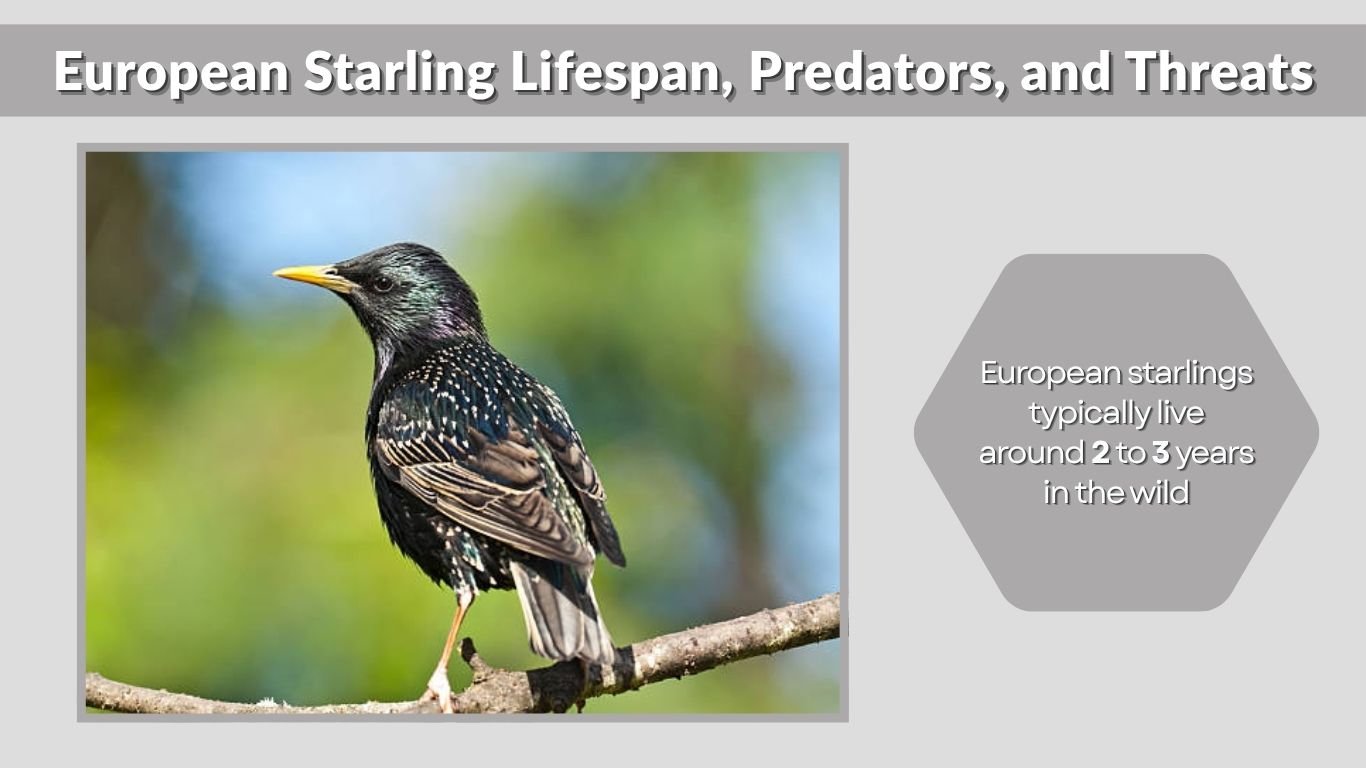 European Starling: Facts, Diet, Habitat & Identification Guide