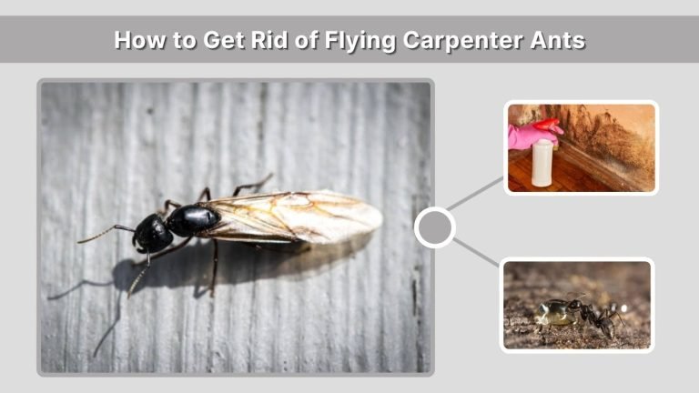 Flying Carpenter Ants: Identification, Differences, Risks & Control Guide