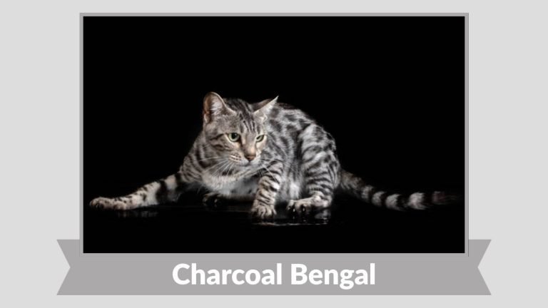 13 Types of Bengal Cat Breeds: Colors, Patterns & Traits