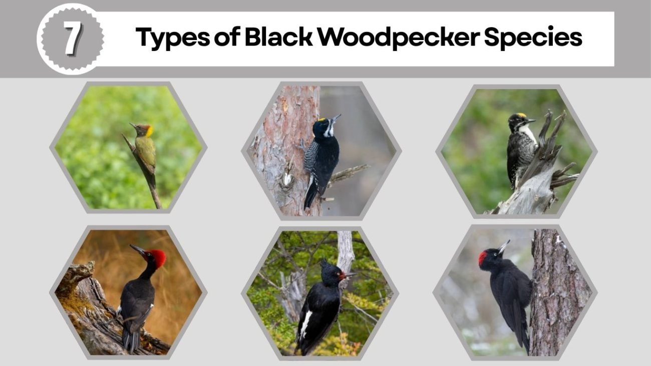 25 Types of Wrens: Different Species Identification