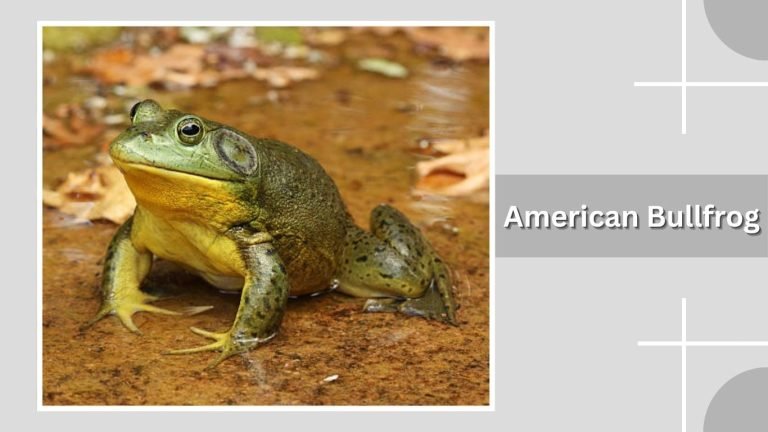 10 Common Types of Frogs Found In Florida (ID with Pictures )