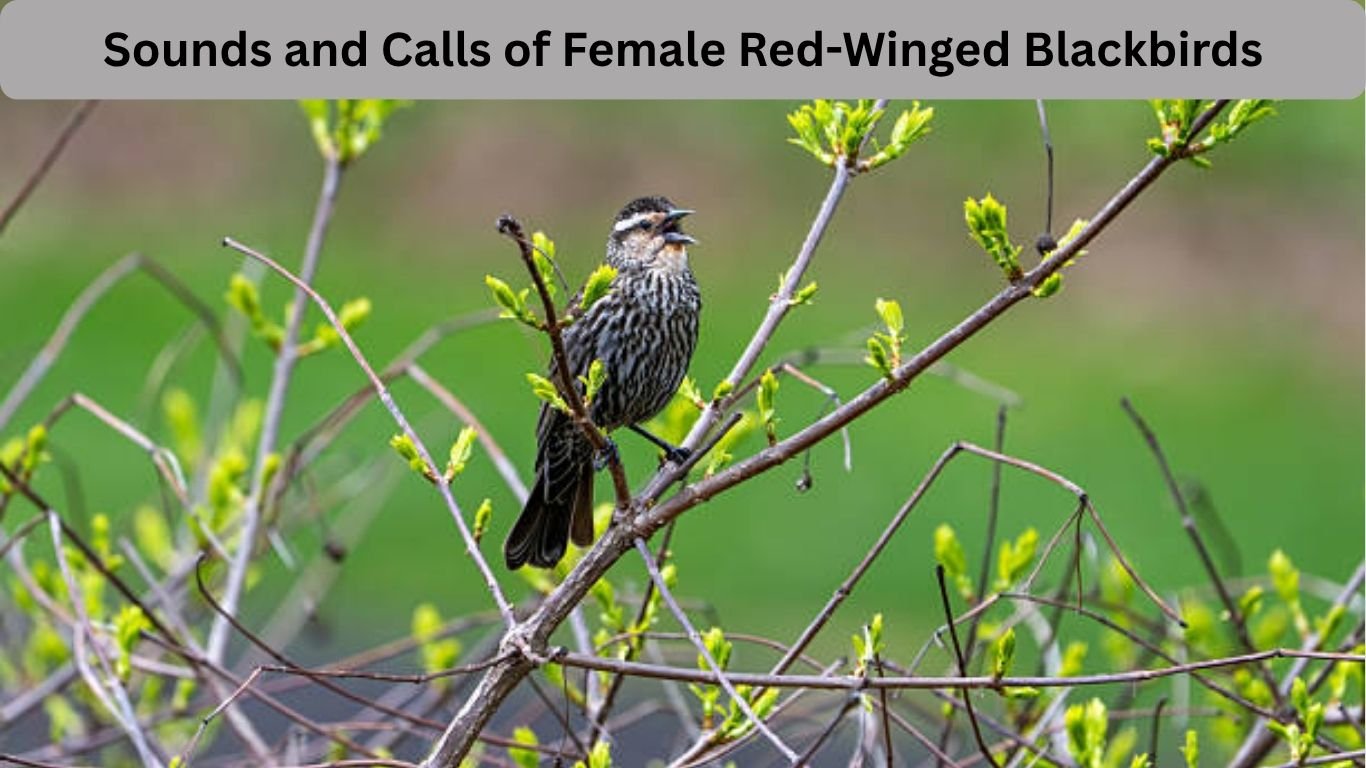 Female Red-Winged Blackbird: Identification, Differences, and Behavior ...
