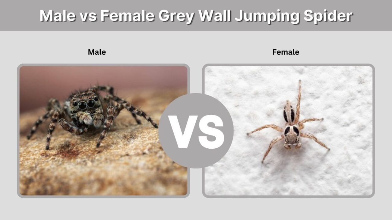 Grey Wall Jumping Spider: Bite, Size and Identification